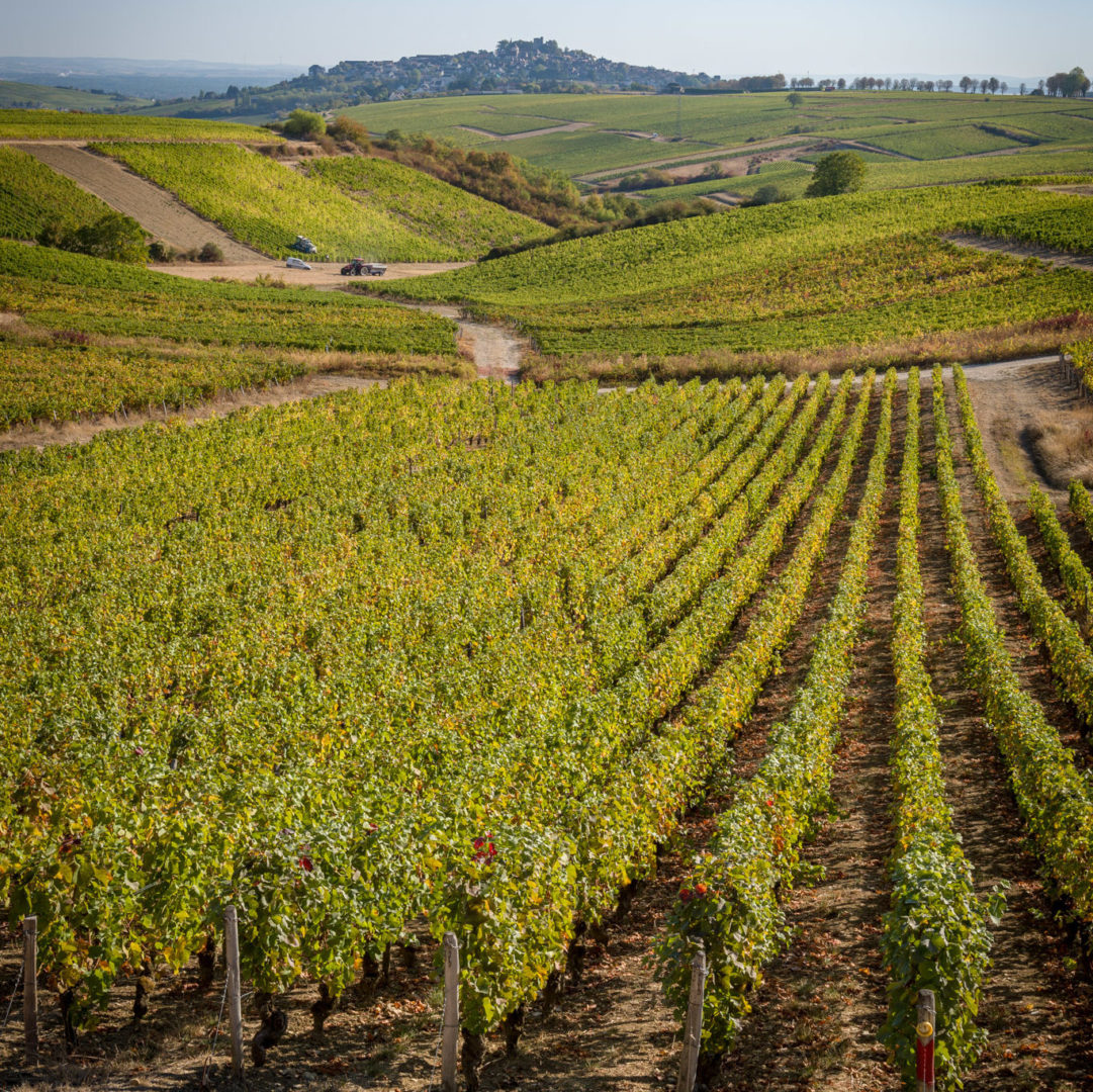 Château de Sancerre – Vue sur une partie de son vignoble | Château de ... Château de Sancerre – Vue sur une partie de son vignoble | Château de ...
